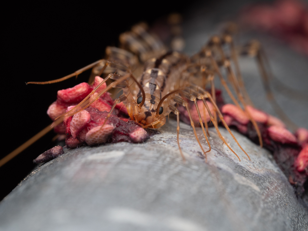 House Centipede from Wauwatosa, WI, USA on October 19, 2024 at 07:26 PM ...