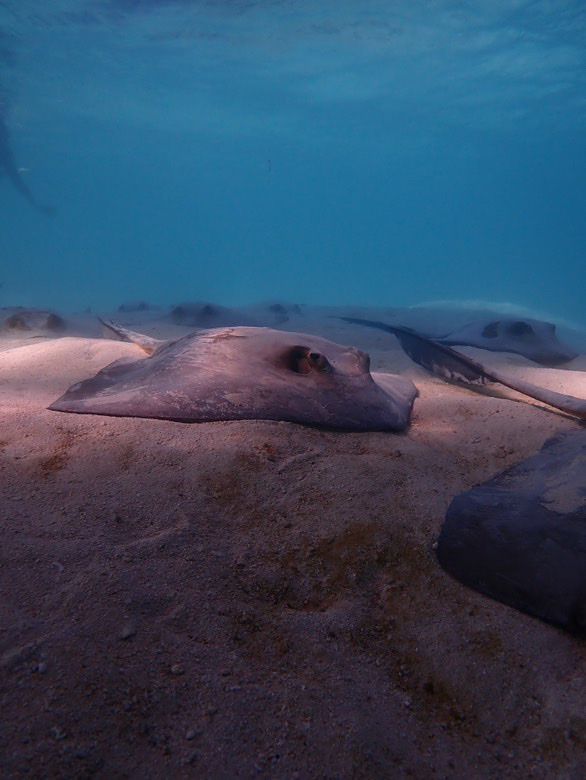 Broad Cowtail Stingray from South Pacific Ocean, Eurimbula, QLD, AU on ...