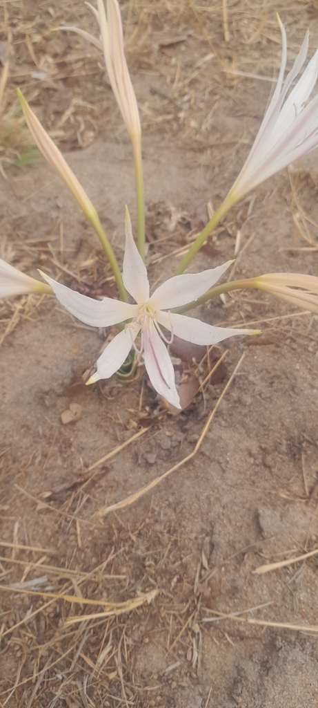 Tropical Dwarf Swamplily from WXWP+PV Chunga Airfield, Chunga, Zambia ...