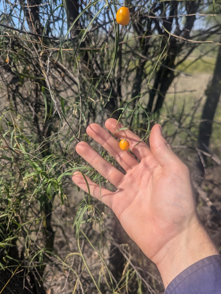 Wombat Berry from Coppabella QLD 4741, Australia on November 7, 2024 at ...