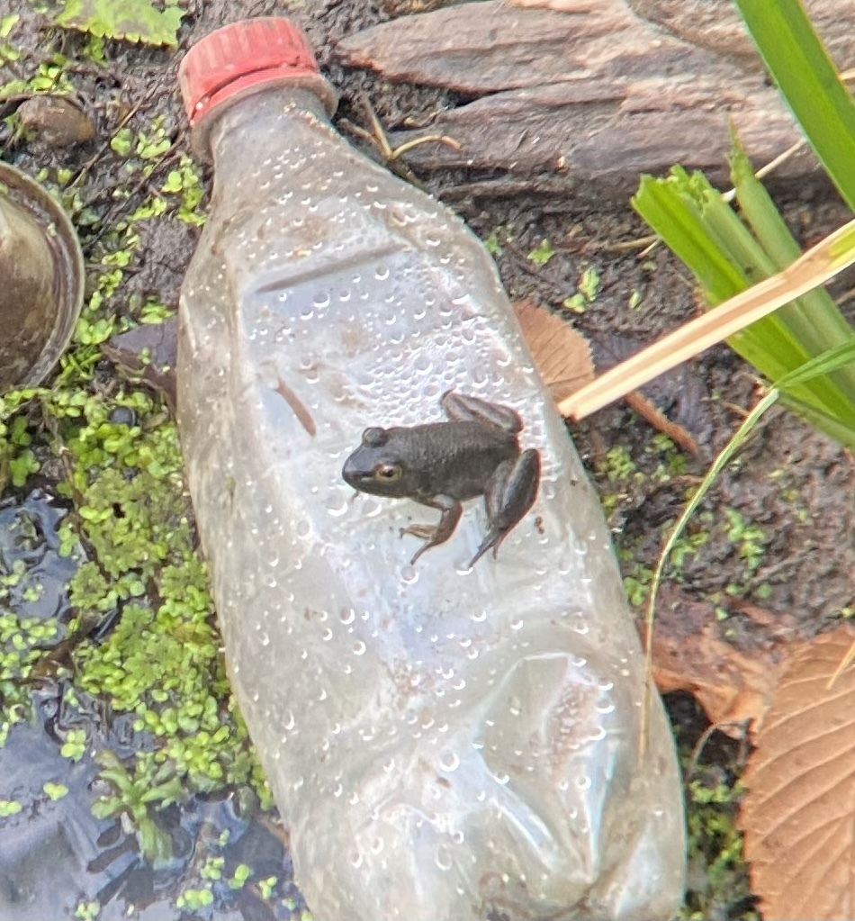 American Bullfrog from Schuylkill River Trail-Philadelphia to Mont ...
