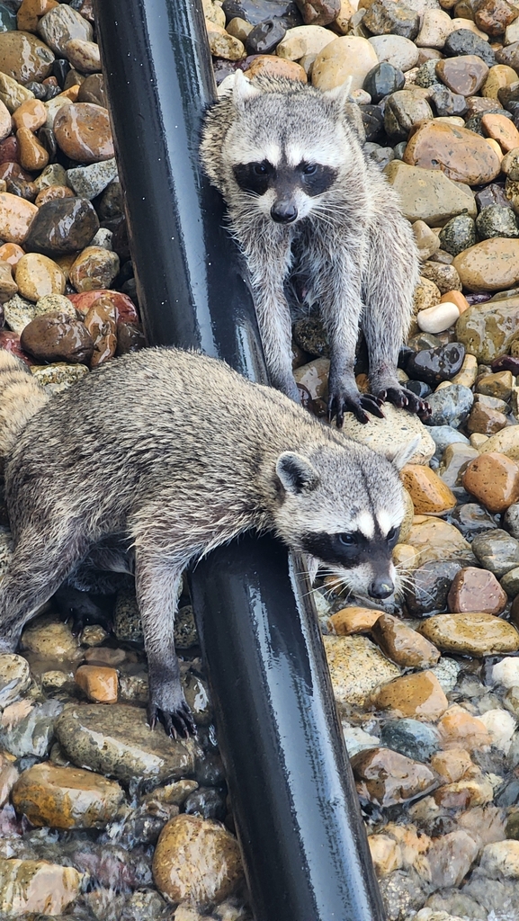 Tres Marías Raccoon from JFM6+JR, 63779 Puerto Balleto, Nay., México on ...