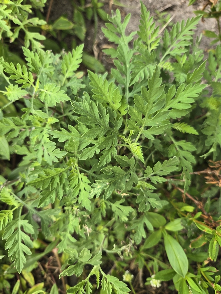 common ragweed from Riviera Beach, FL 33407, USA on November 7, 2024 at ...