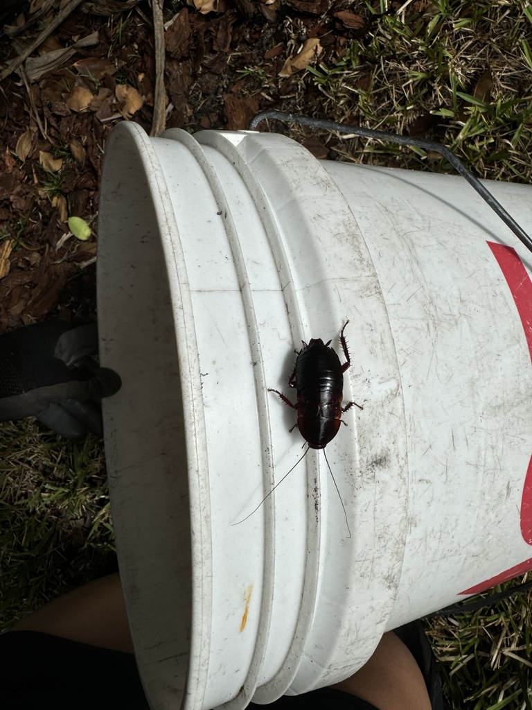 Florida Woods Cockroach from Penman Rd, Neptune Beach, FL, US on ...