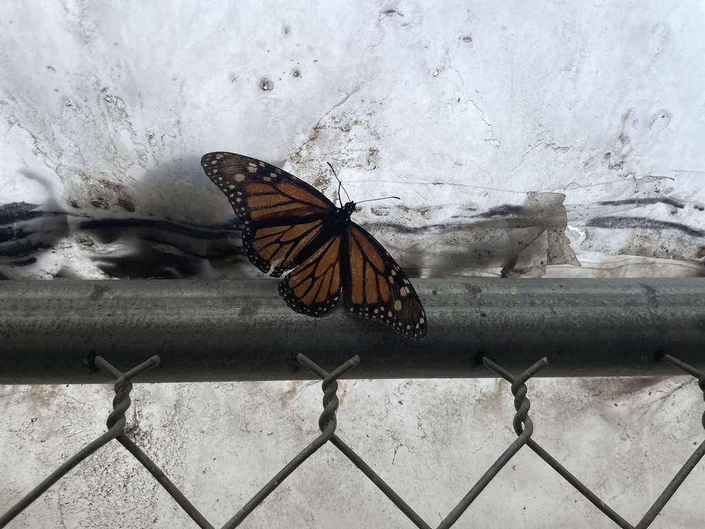 Monarch from Tillery St, Austin, TX, US on November 3, 2024 at 04:09 PM ...