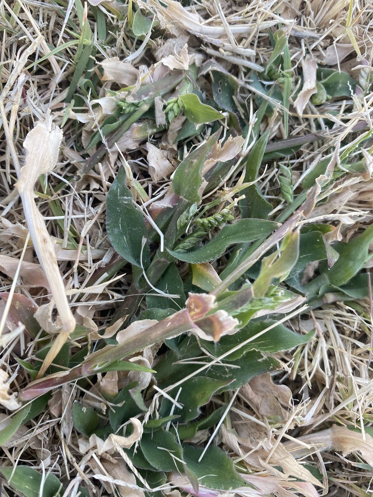 Liverseed Grass from El Prado Park, Phoenix, AZ, US on November 7, 2024 ...