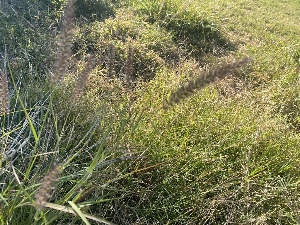 buffelgrass from El Prado Park, Phoenix, AZ, US on November 7, 2024 at ...