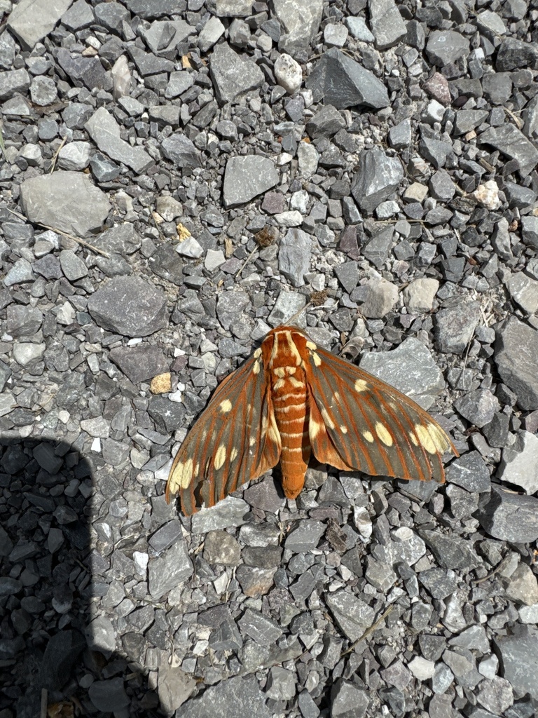 Regal Moth from Andersonville, TN, US on July 11, 2024 at 12:31 PM by ...