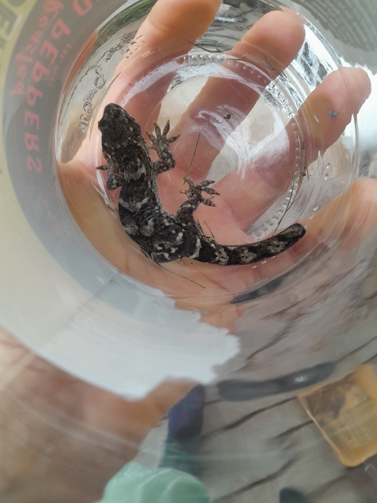 Waitaha Gecko in November 2024 by Gretchen Ford · iNaturalist