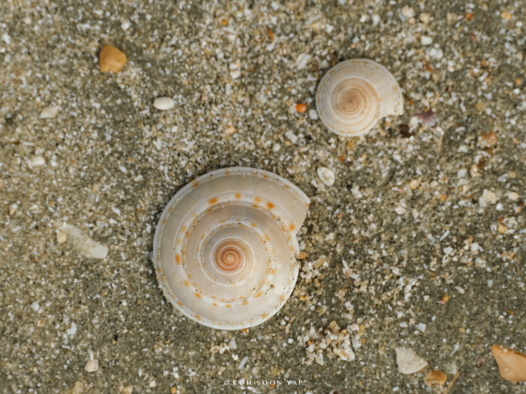 Architectonica perdix in September 2022 by 許順業 Koh Soon Yap. 車輪螺科，轮螺属 ...