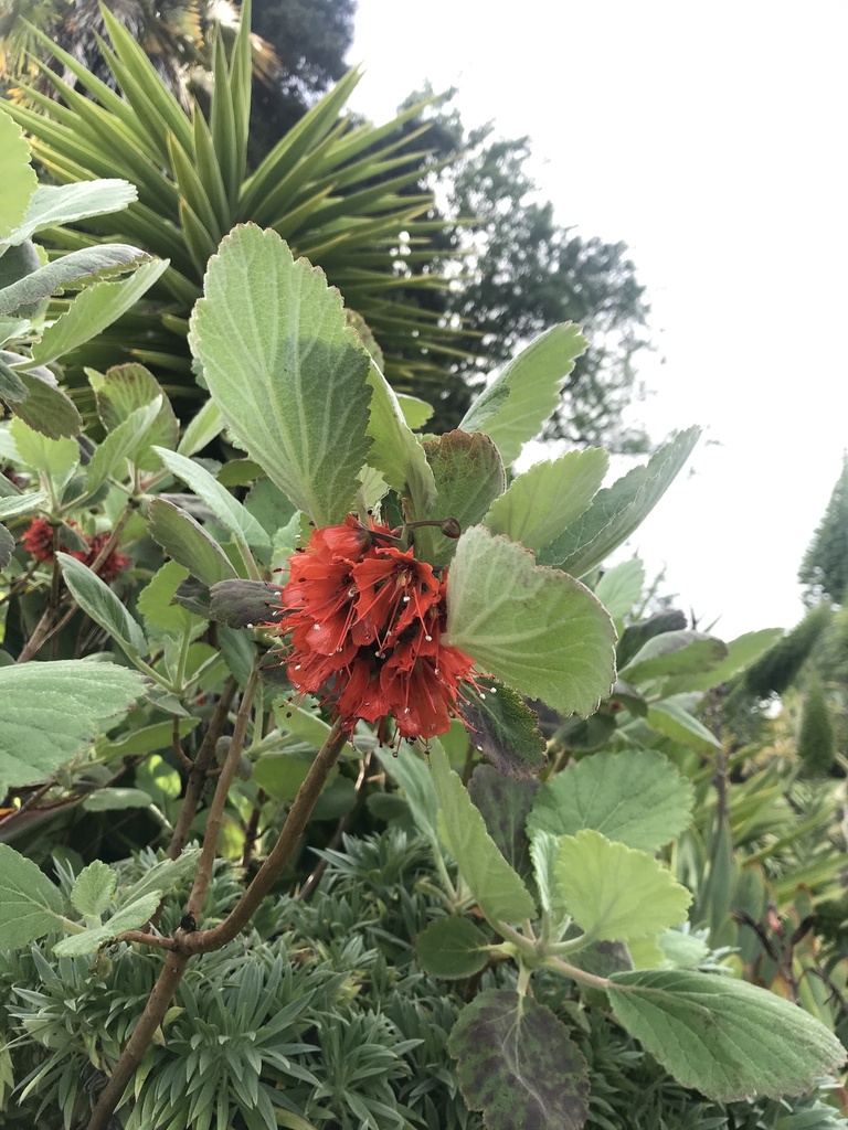 Woolly Bottlebrush from South Island / Te Waipounamu, Nelson, Nelson ...