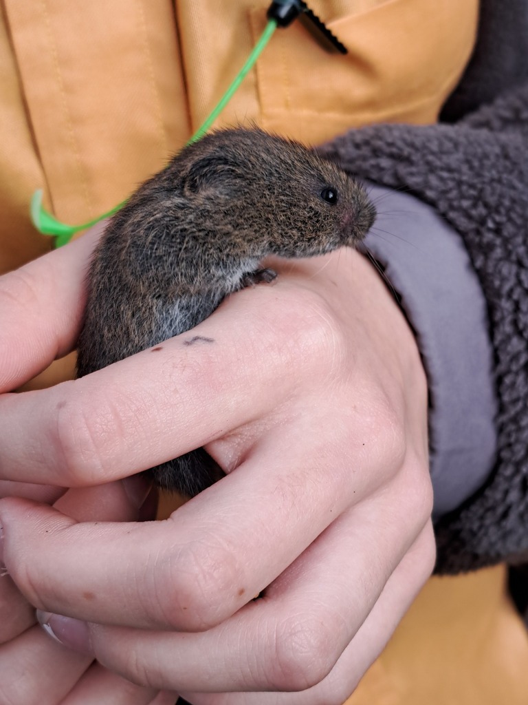 Meadow Vole from Compton, QC J0B, Canada on September 21, 2024 at 10:52 ...