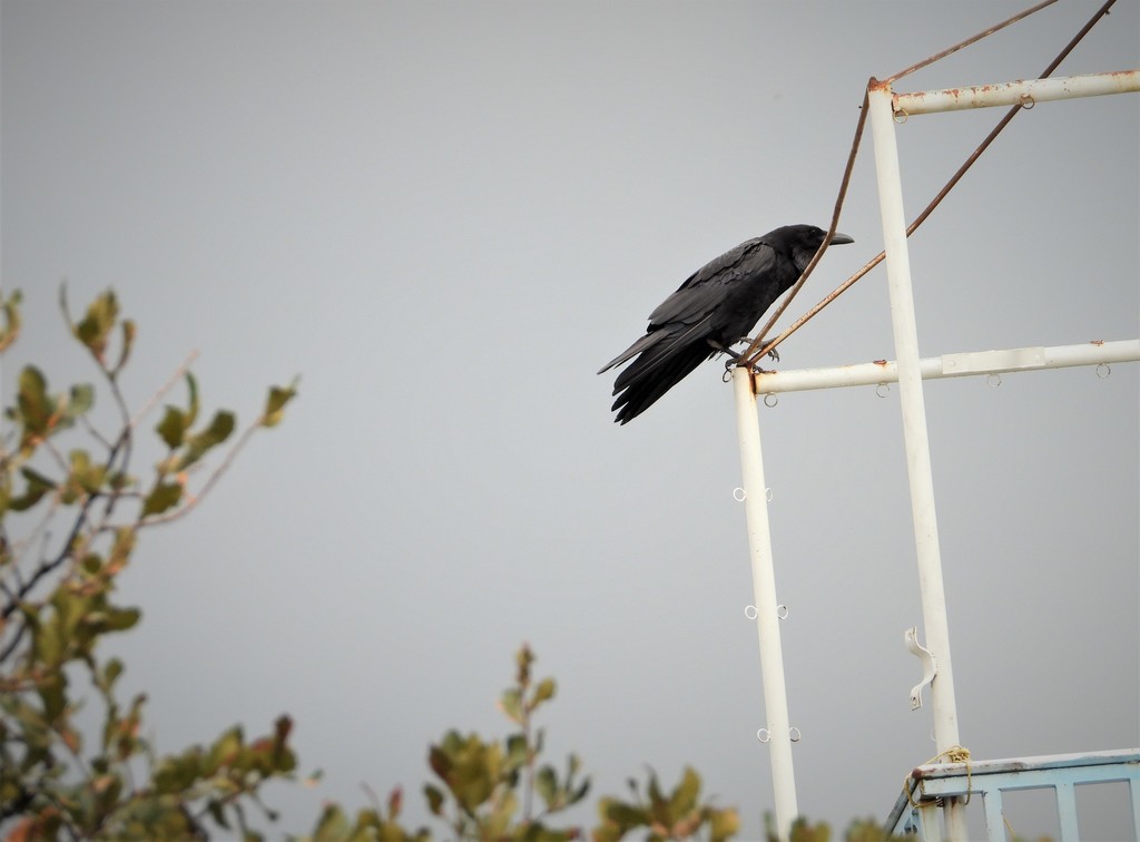 Common Raven from Lagos de Moreno, Jal., México on July 12, 2019 at 06: ...