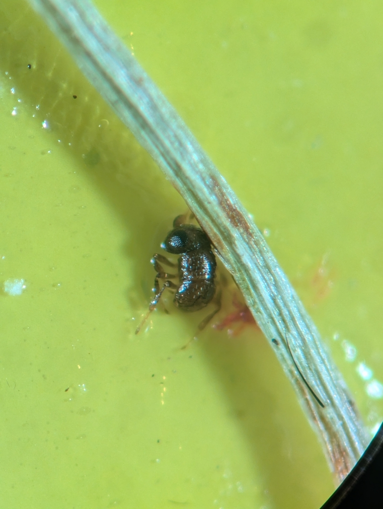 Baeus from Urbana Township, IL, USA on October 7, 2024 at 06:55 PM by ...