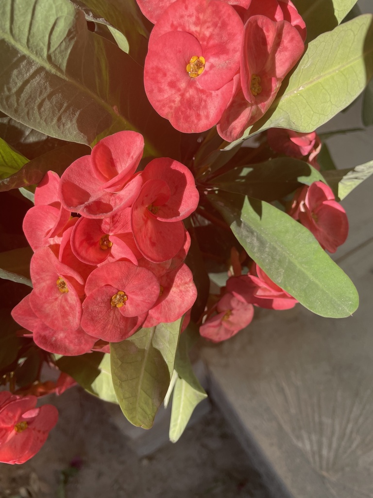 crown-of-thorns from Avenida Donato Guerra, Bermejillo, Dgo., MX on ...