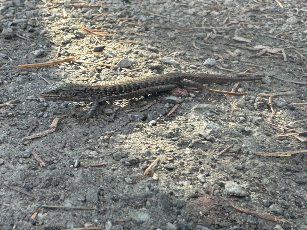 Northern Alligator Lizard from 118th Ave SE, Bellevue, WA, US on ...