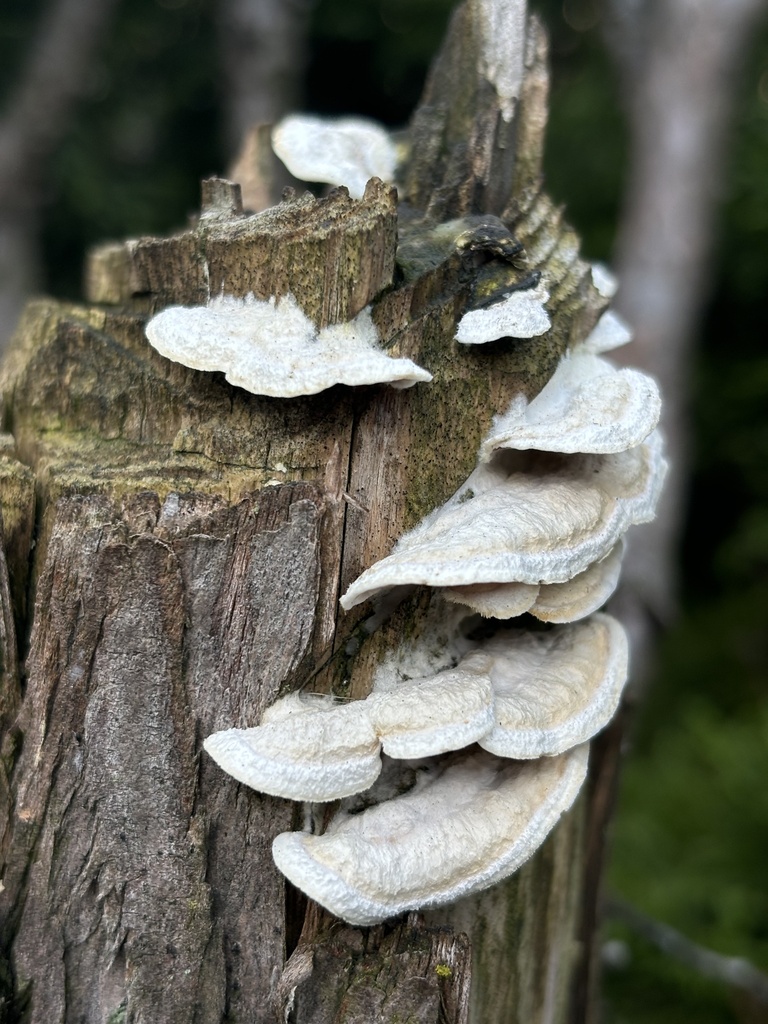 Fungi Including Lichens in October 2024 by Katie Bolton · iNaturalist