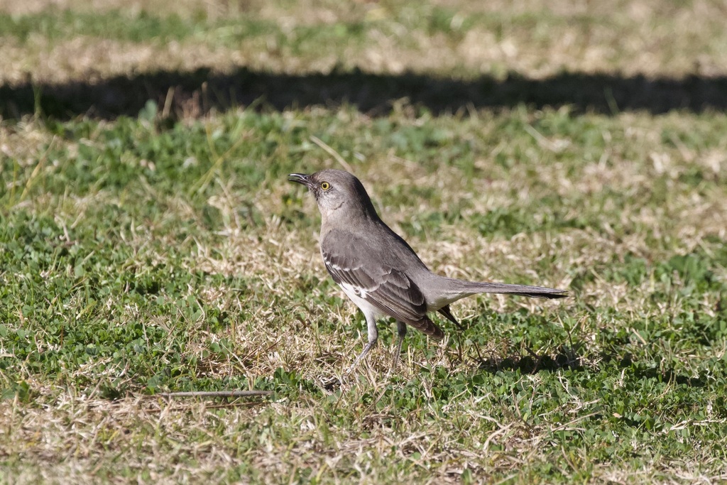 Northern Mockingbird from Chandler, AZ, USA on January 9, 2024 at 02:51 ...