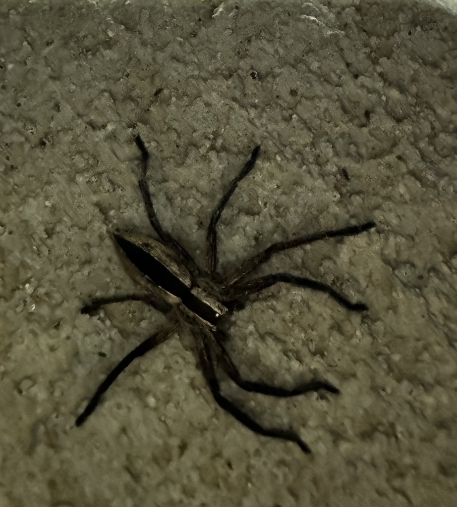 RTA Clade Spiders from Boma National Park, Pibor, Jonglei, SS on ...