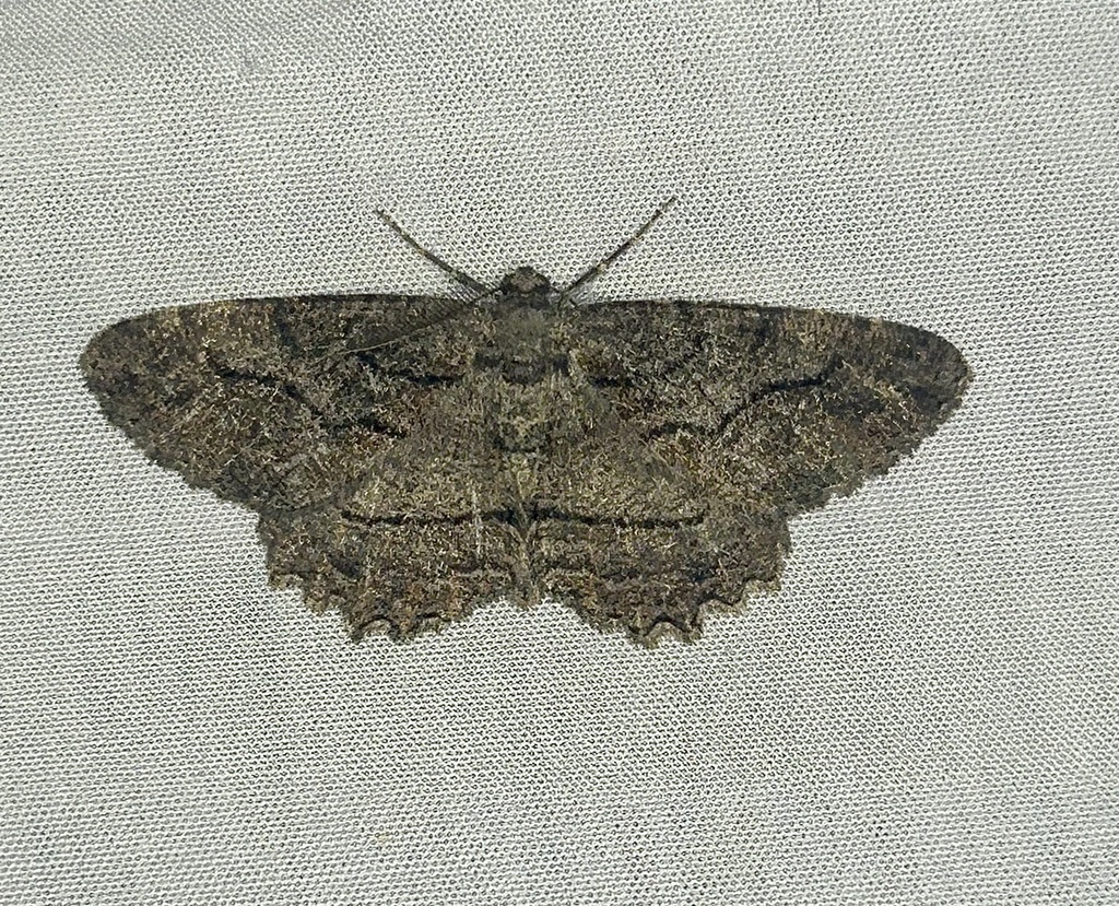 Brown-lined Looper from Buena Vista Way, Berkeley, CA, US on November 7 ...