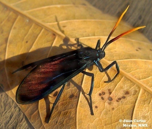 Genus Timalus · iNaturalist