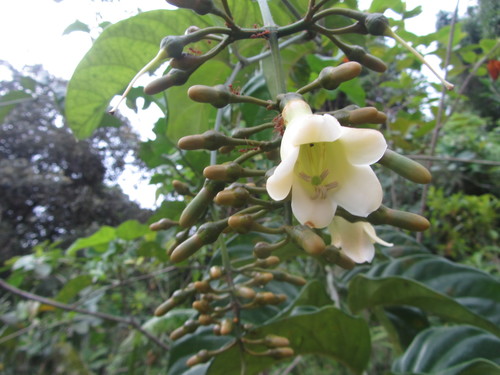 Genus Utania · iNaturalist United Kingdom