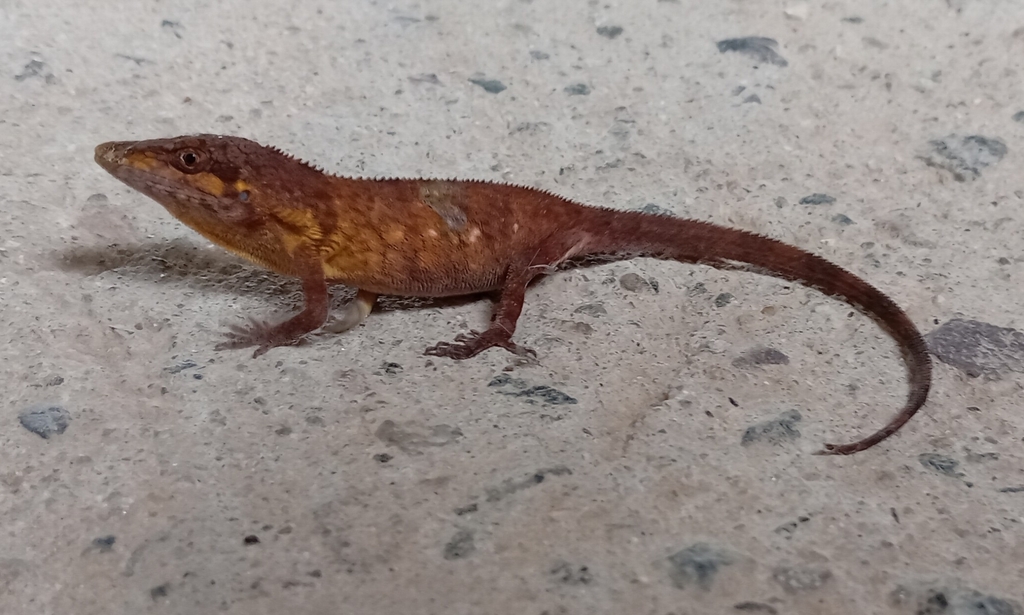 Niceforo's Andes Anole from California, Santander, Colombia on October ...