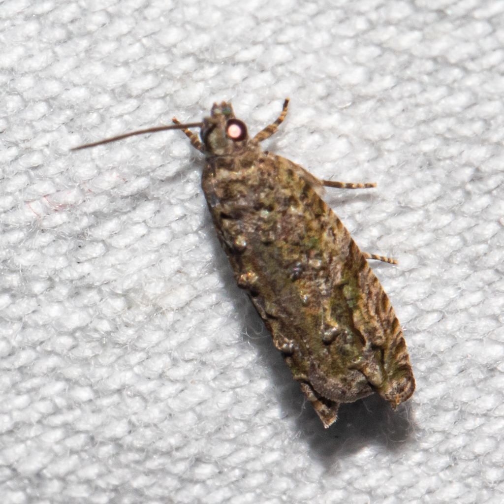 Maple Twig Borer Moth from Franklin County, PA, USA on October 20, 2024 ...