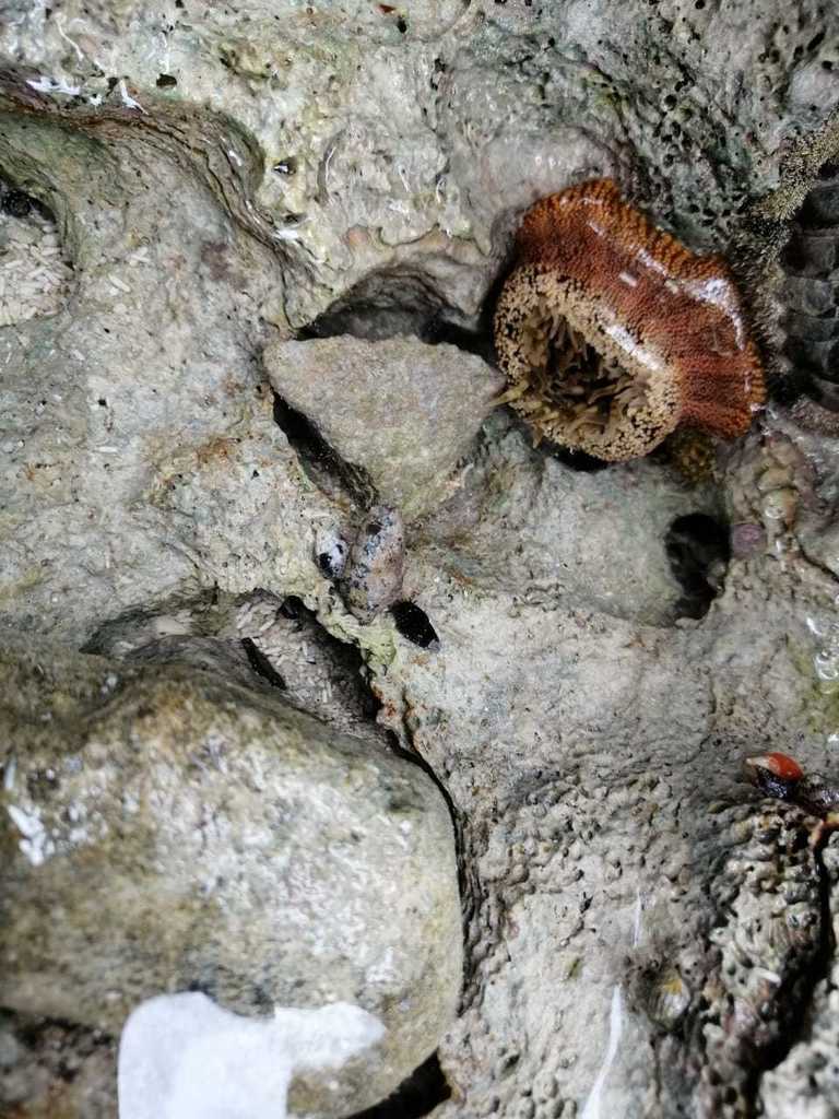 Bunodosoma granuliferum from Centro, 77600 Q.R., México on July 14 ...