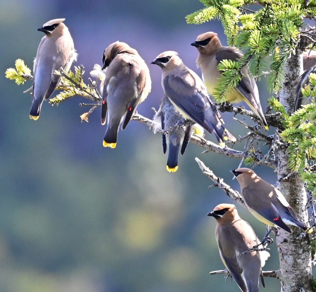 Cedar Waxwing from Bar Harbor, ME, USA on September 12, 2024 at 09:13 ...