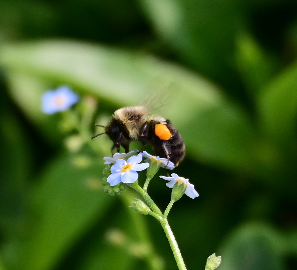 Common Eastern Bumble Bee from Otter Creek, Mt Desert, ME, USA on ...