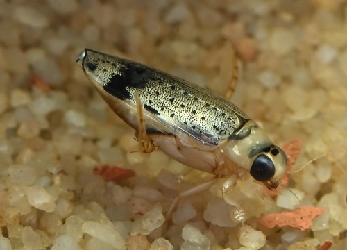 Genus Eretes · iNaturalist