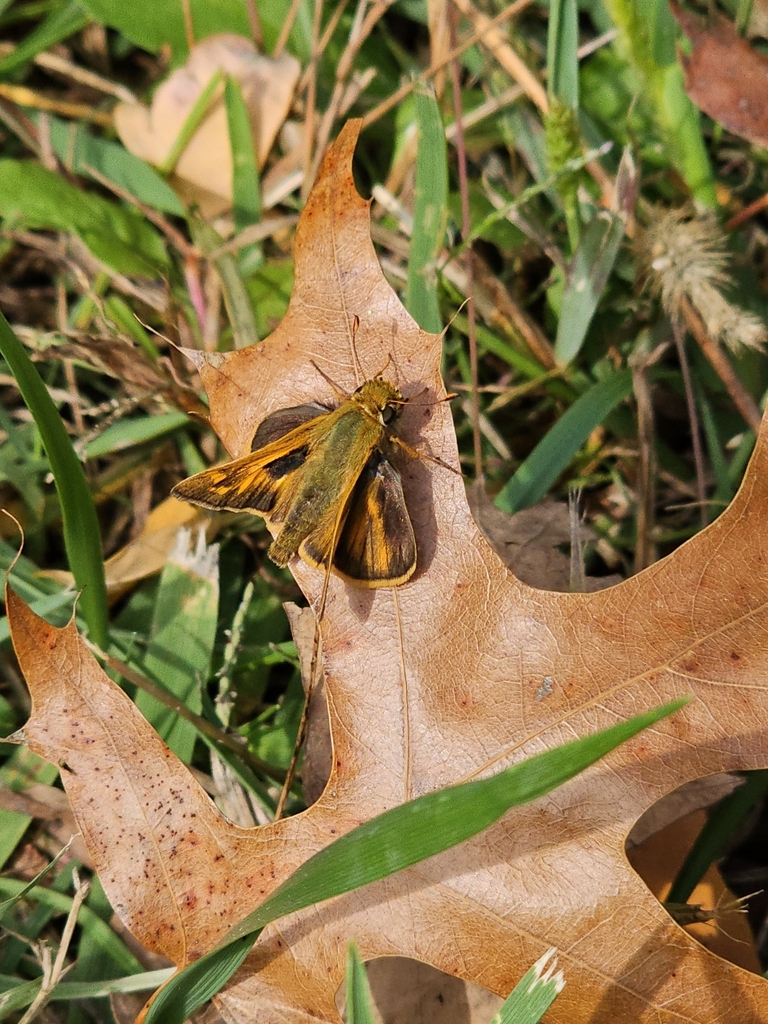 Sachems and Allies from Louisville on November 8, 2024 at 01:12 PM by ...