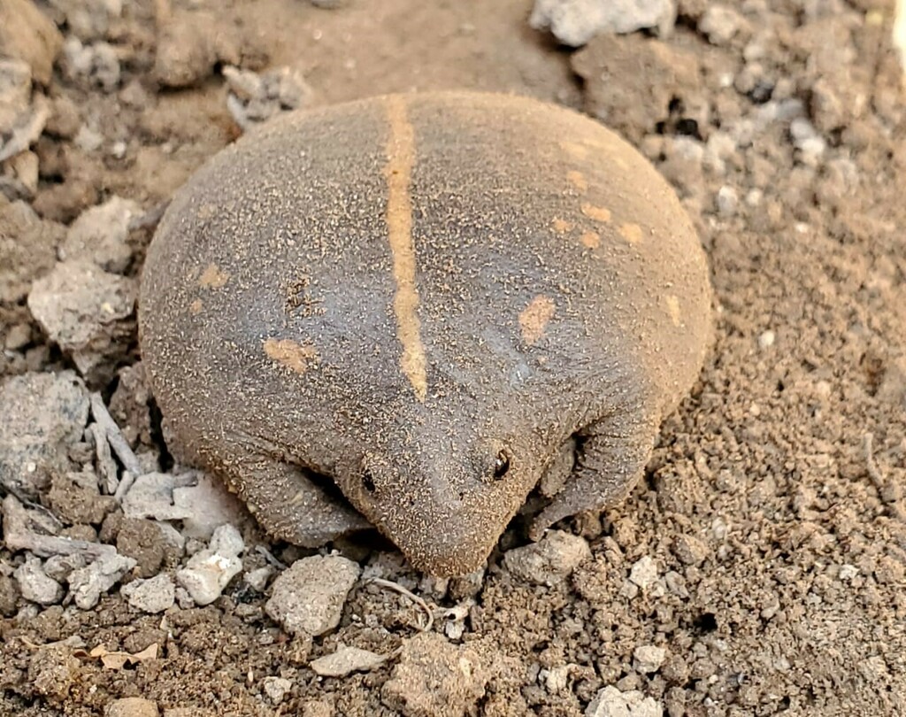 Mexican Burrowing Toad from Tropical Dry Forest protected by de E ...