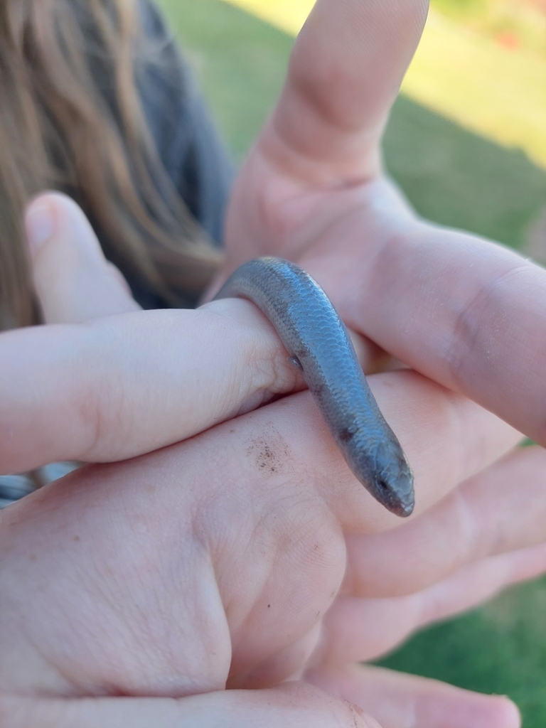 Two-clawed Worm-skink from Warialda NSW 2402, Australia on November 08 ...