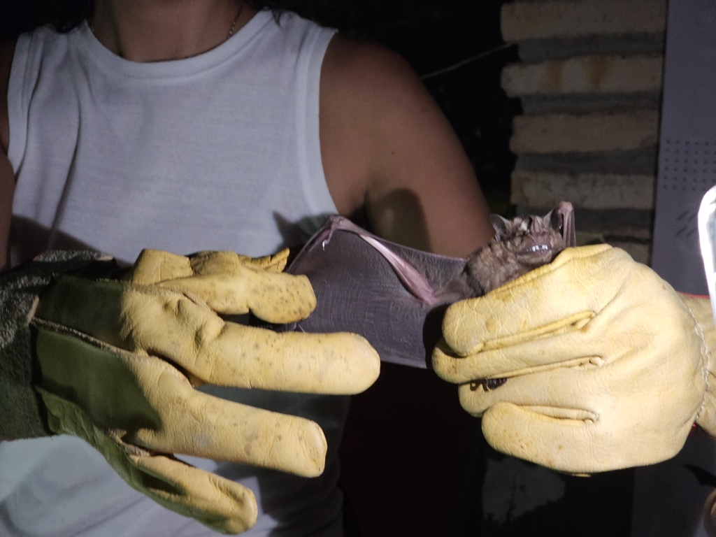 Great Fruit-eating Bat from Parque Ecológico, Tepic, Nay., México on ...
