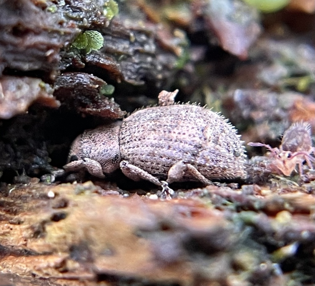 Strawberry Root Weevil from Eighth St NE, Lake Stevens, WA, US on ...