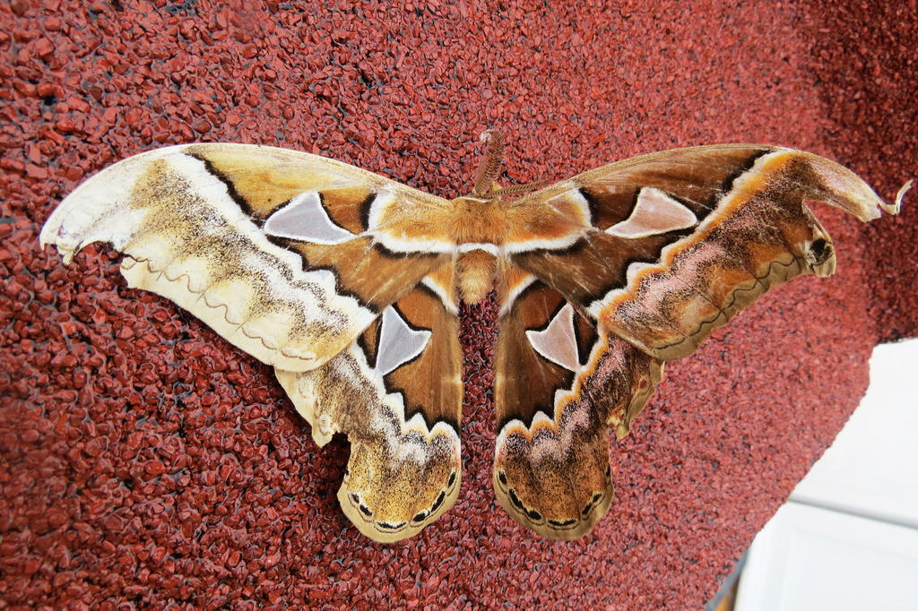 Rothschildia from Calle San Juan, Malinalco, Estado de México. on ...