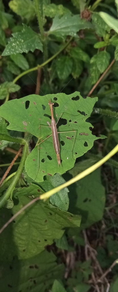 Musonia remota from Nizao, 94000, República Dominicana on November 08 ...