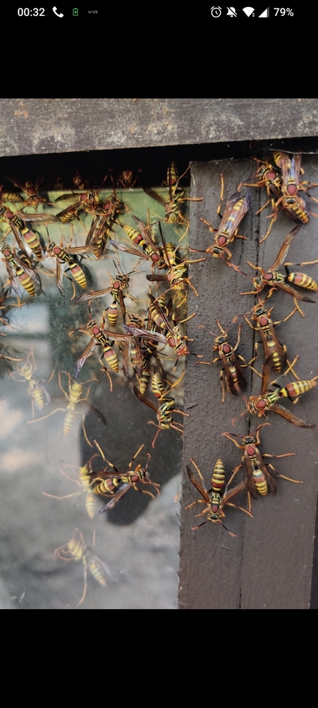 Guinea Paper Wasp from Howell Township, NJ 07731, USA on May 5, 2023 at ...