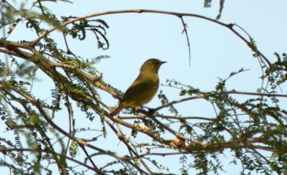 Chipe Oliváceo desde 58830 Capacho, Mich., México el 07 de noviembre de ...