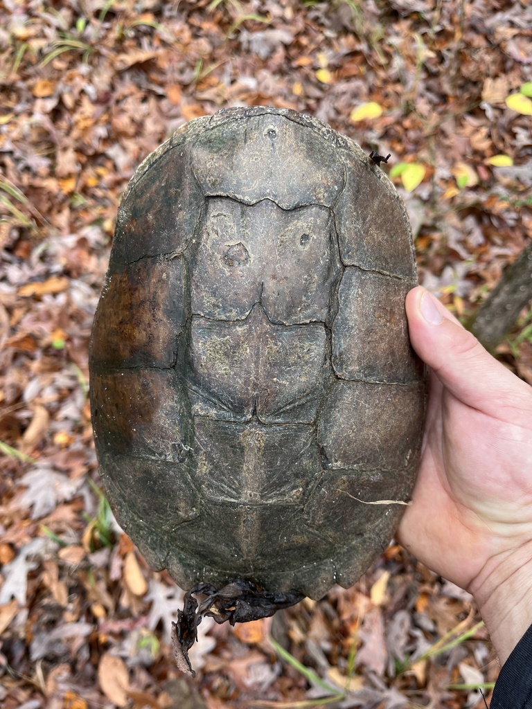 Common Snapping Turtle from Hohenwald, TN, US on November 8, 2024 at 11 ...