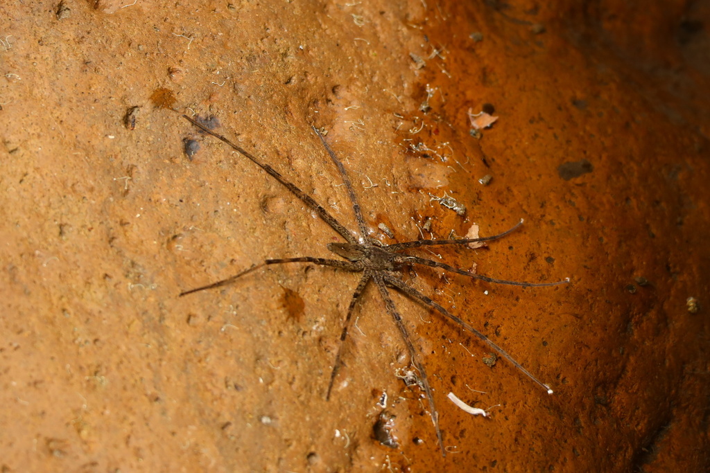 Megadolomedes trux from Currumbin Valley-Tallebudgera, AU-QL, AU on ...