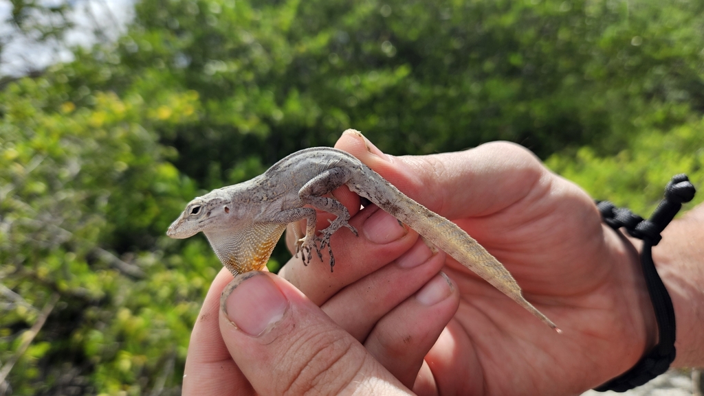 Cook's Anole in November 2024 by Joshua Addesi · iNaturalist