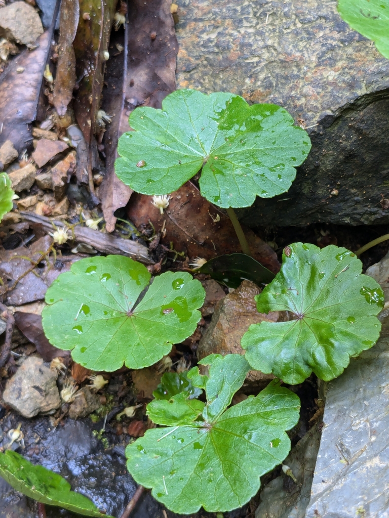 large pennywort from Karangi NSW 2450, Australia on November 9, 2024 at ...