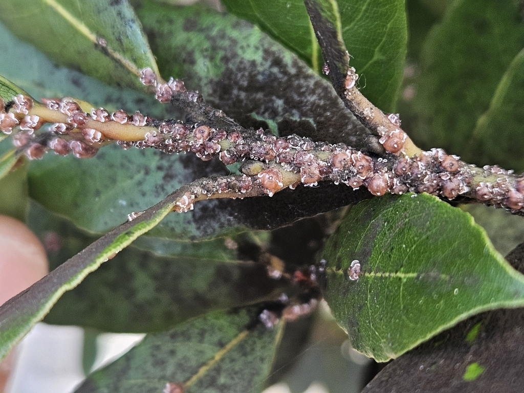Pink wax scale in November 2024 by Chiu Yuhang · iNaturalist