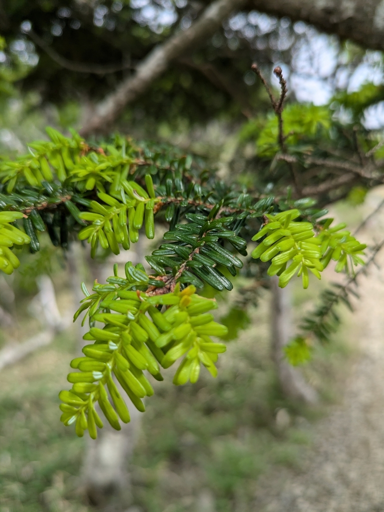 southern Japanese hemlock in June 2024 by Samuel Padgett · iNaturalist