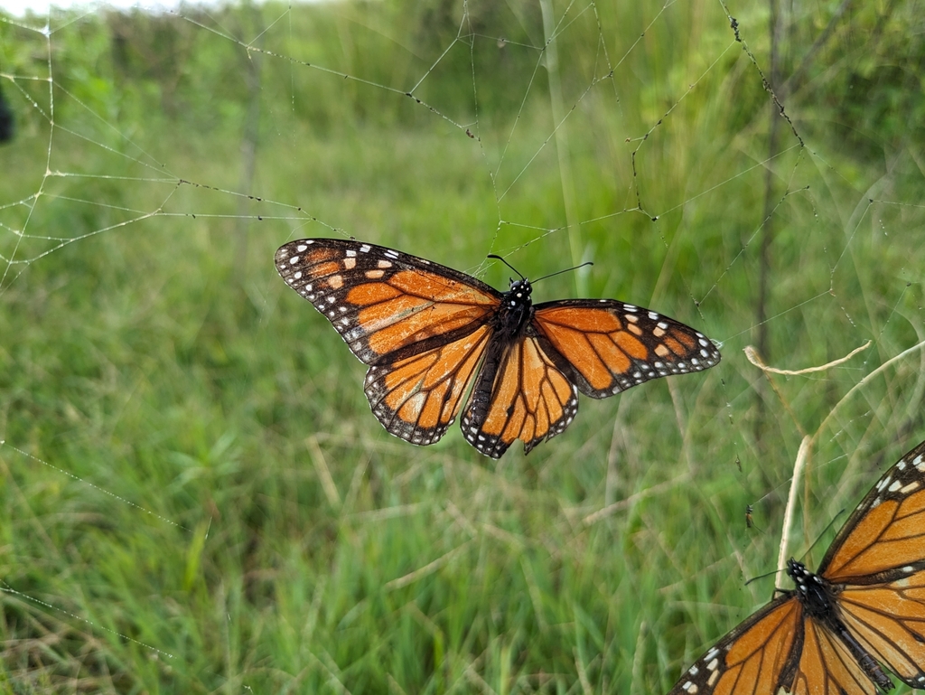 Monarch from Cobaki NSW 2486, Australia on February 24, 2024 at 12:50 ...