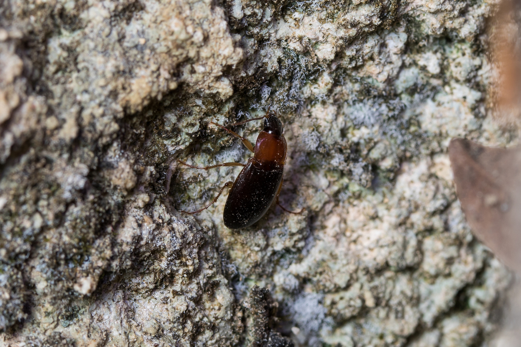 Calathus melanocephalus from Southern Aegean, Greece on July 2, 2019 at ...