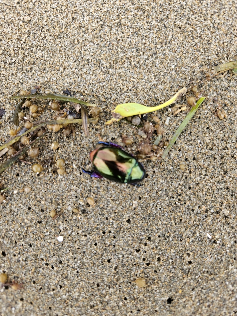 Repsimus aeneus from OQuinn St near Nudgee Rd, stop 37, Nudgee Beach ...